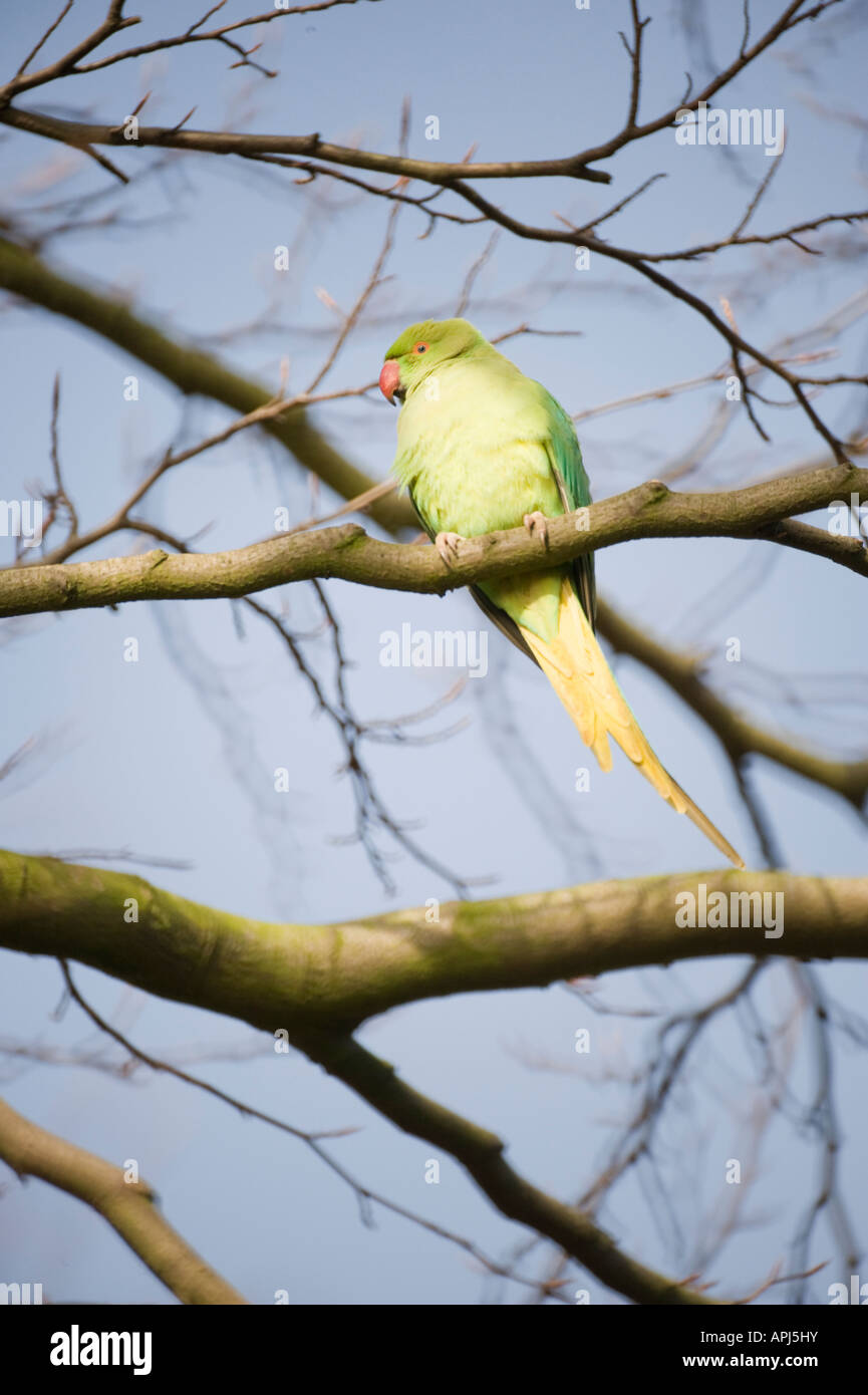 Ringneck Parakeet London High Resolution Stock Photography and Images ...