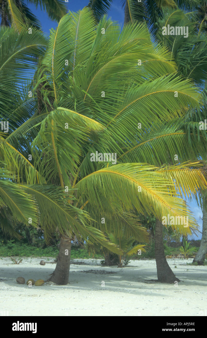 fallen coconuts under Windy palm trees on Aitutaki Island, part of the ...