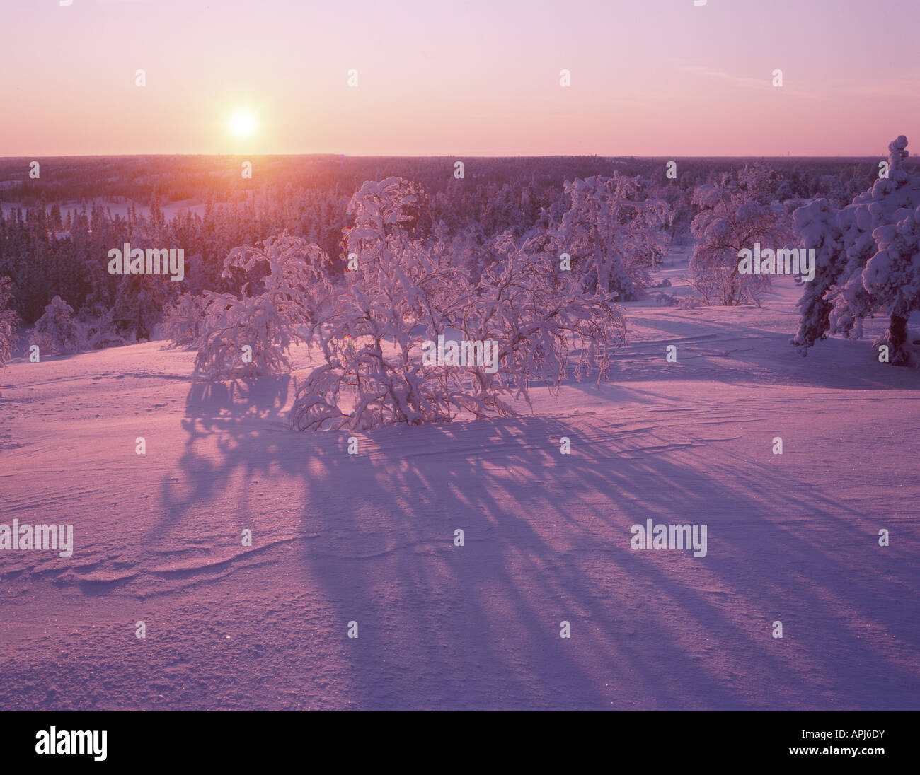 The low winter sun silhouettes a willow on a Canadian Shield rock ...