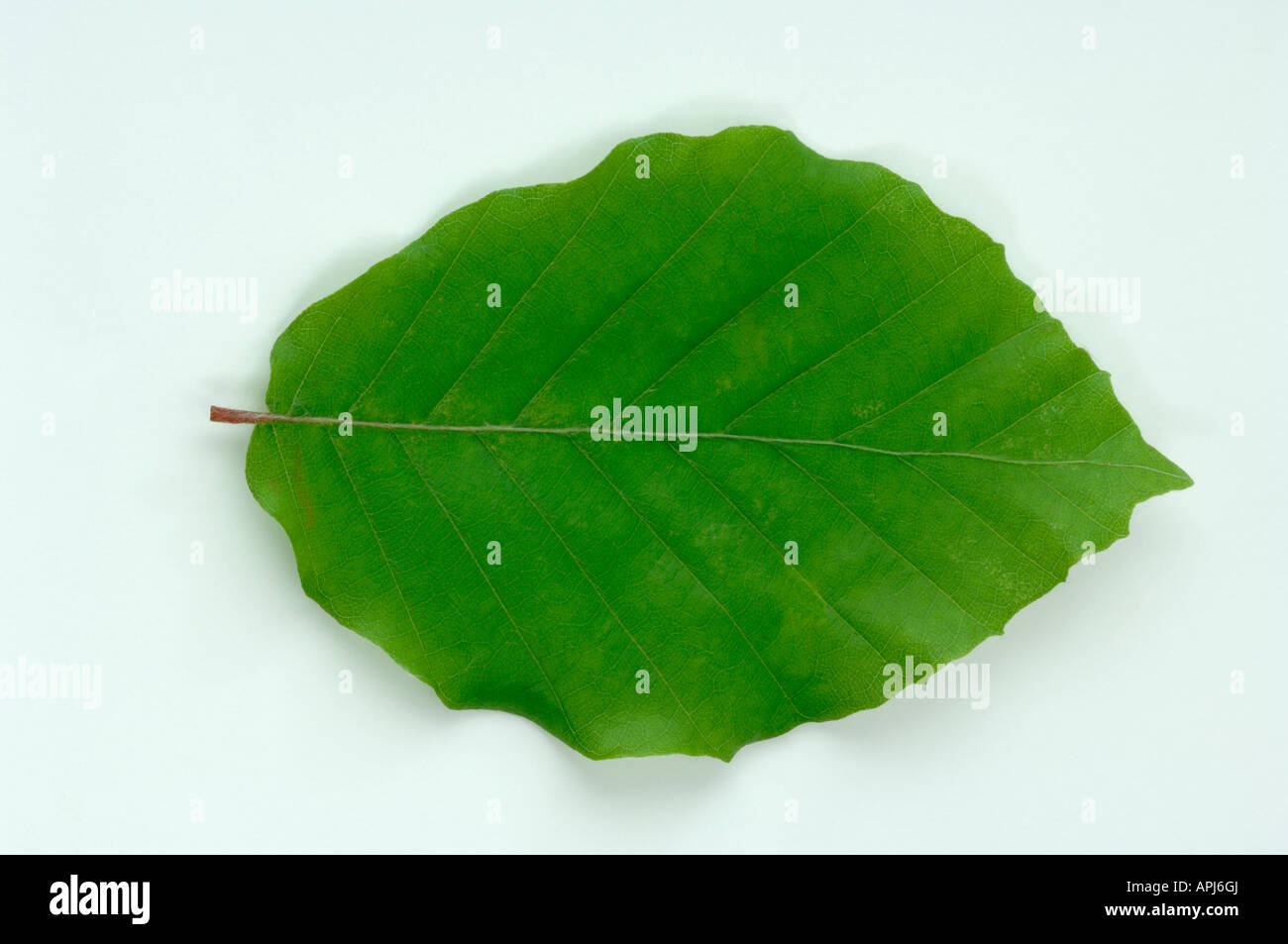 Common Beech European Beech (Fagus sylvatica) leaf Stock Photo - Alamy