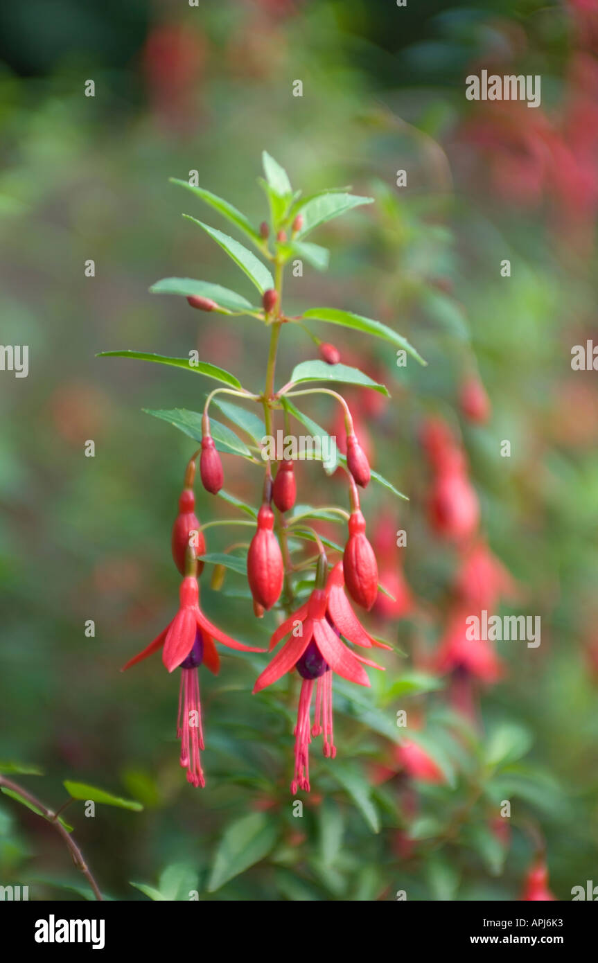Hardy fuchsia David evening primrose family onagraceae Stock Photo - Alamy