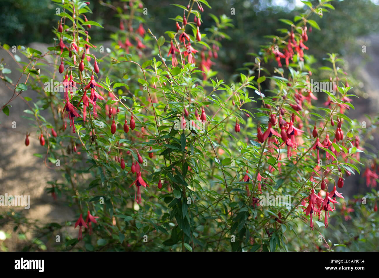 Hardy fuchsia David evening primrose family onagraceae Stock Photo - Alamy