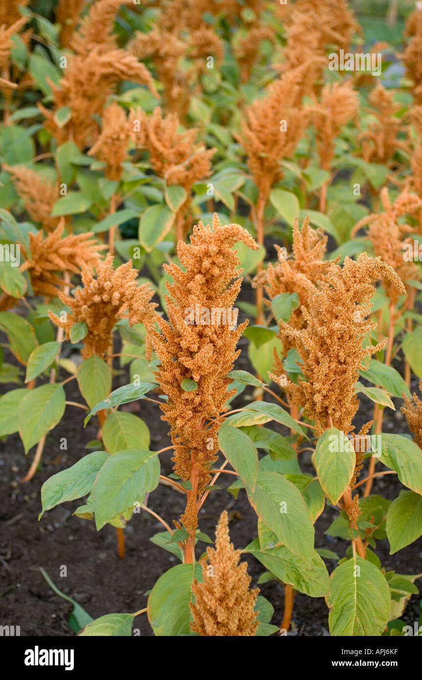 field of golden amaranth Stock Photo - Alamy
