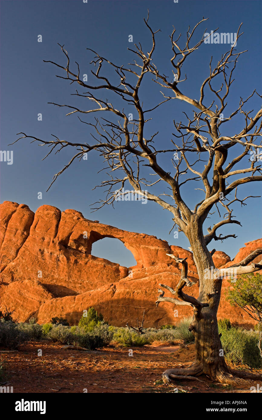 Dead tree and Skyline Arch Stock Photo - Alamy