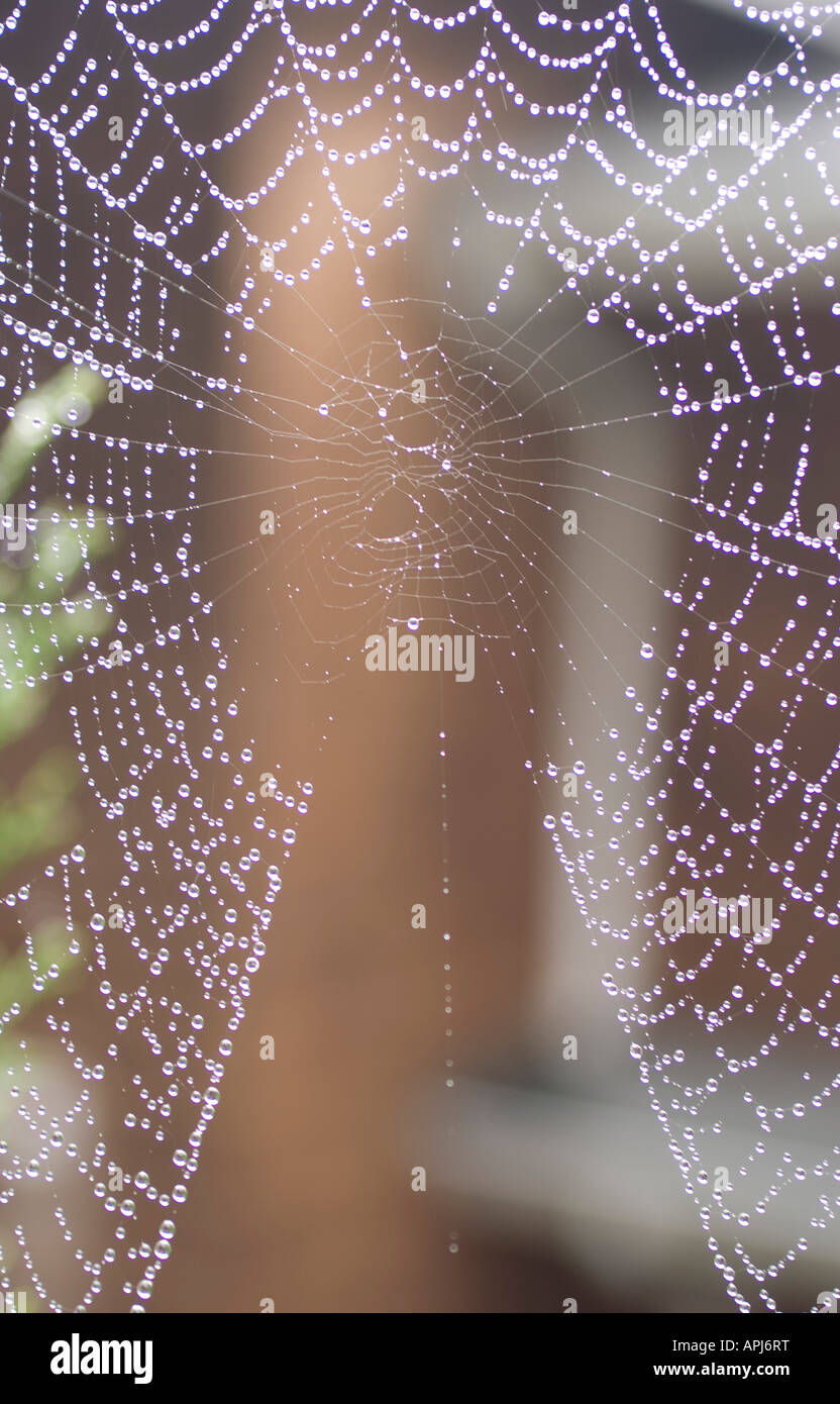 Embellished spider hi-res stock photography and images - Alamy