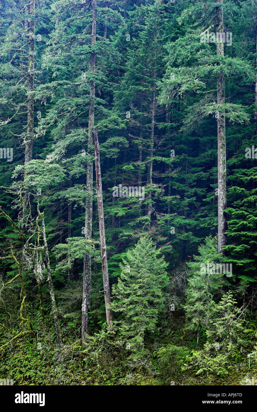 Misty Oregon forest in the Columbia River Gorge National Scenic Area ...