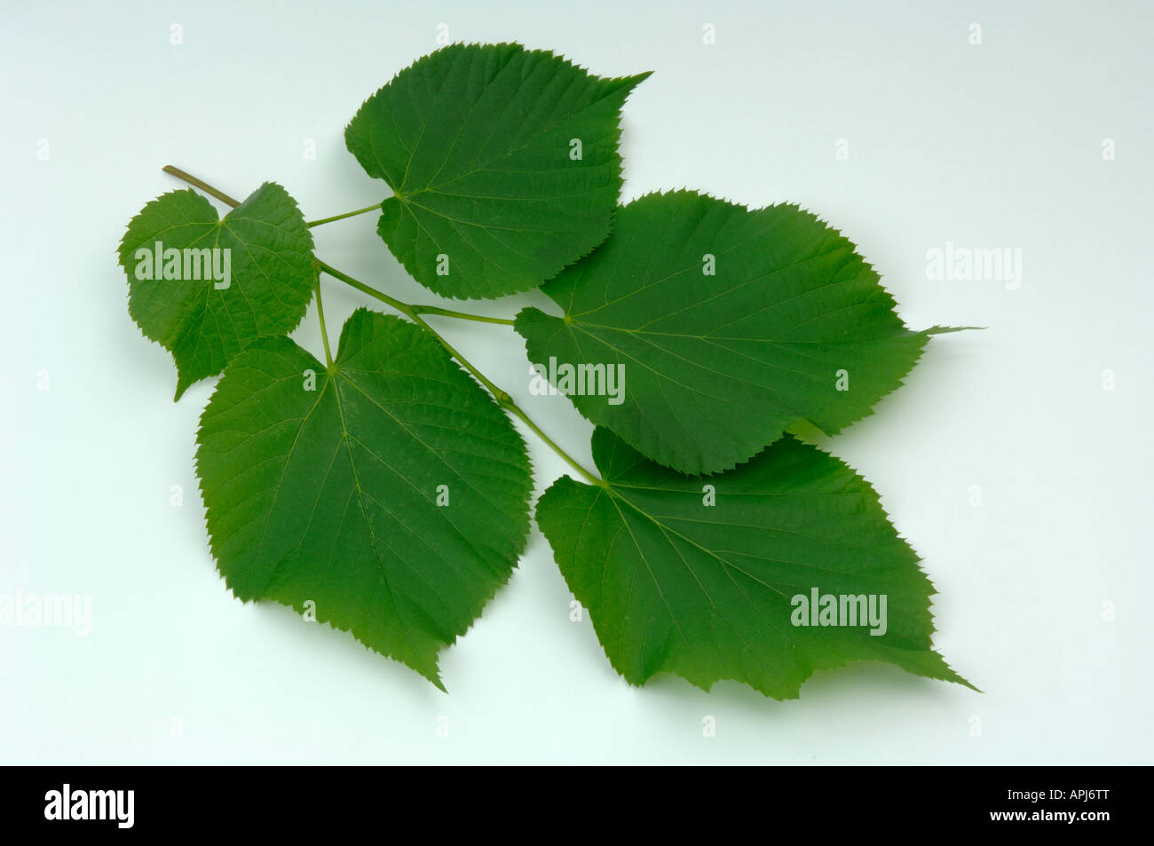 Large-leaved Lime (Tilia platiphyllos), leaves, studio picture Stock ...