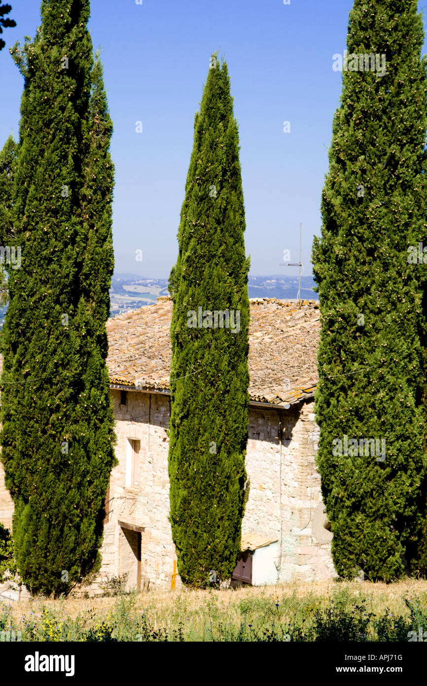 Cypress trees and old farm house Assisi Italy Stock Photo - Alamy