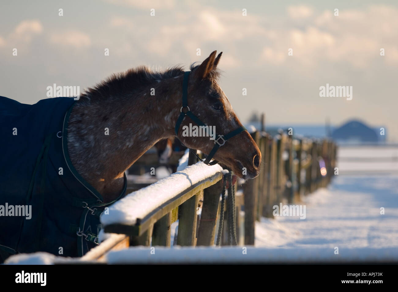 Horse Winter Grazing High Resolution Stock Photography and Images - Alamy