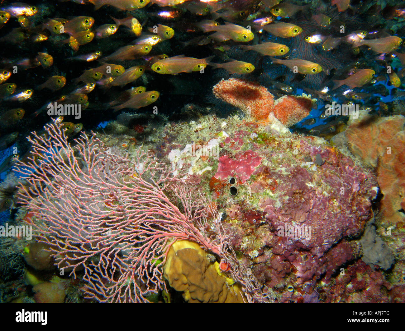 Fan Coral and Cardinalfish in Cave Agincourt Reef Great Barrier Reef ...