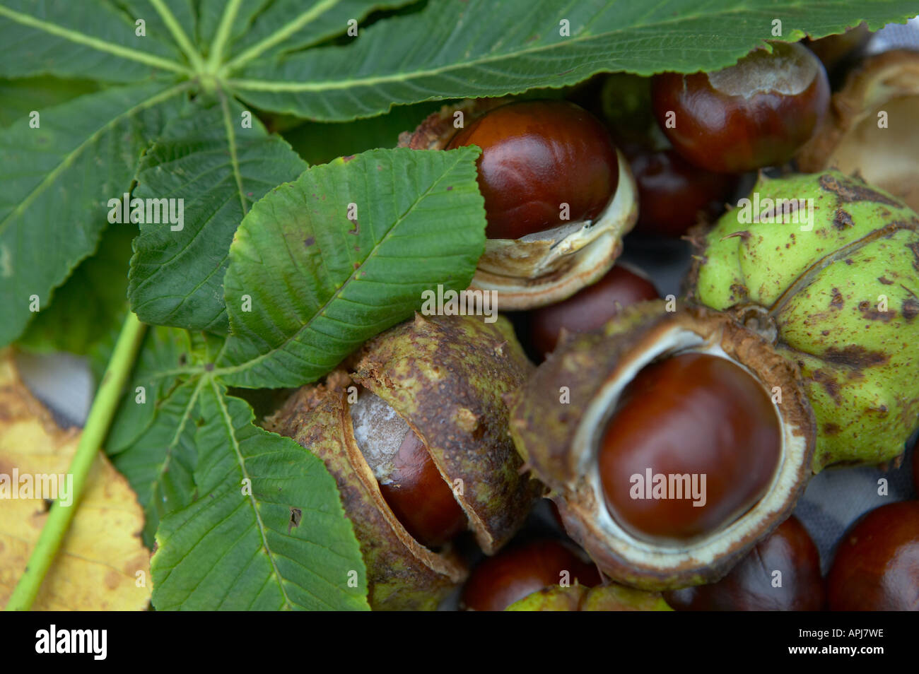 Chestnuts with chestnut tree leaves Stock Photo - Alamy