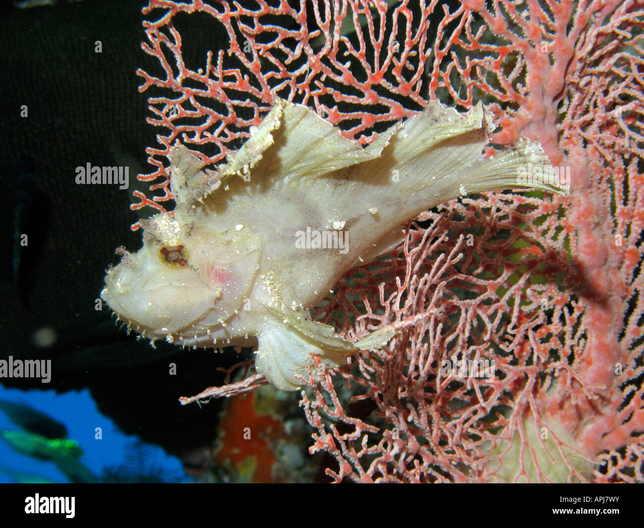 Leaf Scorpionfish Taenianotus triacanthus and Fan Coral Agincourt Reef ...