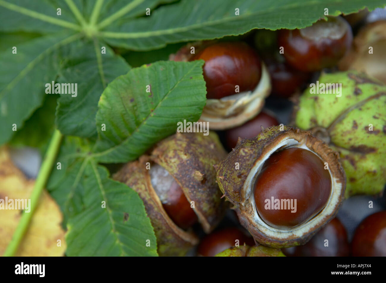 Chestnuts with chestnut tree leaves Stock Photo - Alamy