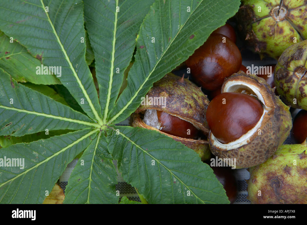 Chestnuts with chestnut tree leaves Stock Photo - Alamy