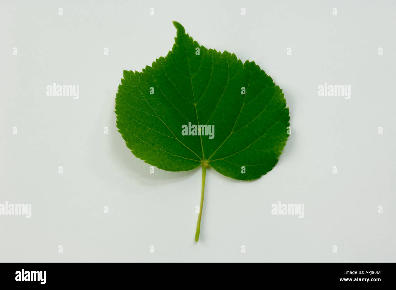 Small-leaved Lime (Tilia cordata), leaf, studio picture Stock Photo - Alamy
