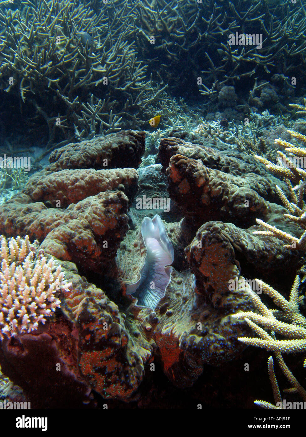 Inlet Siphon Giant Clam Agincourt Reef Great Barrier Reef North ...