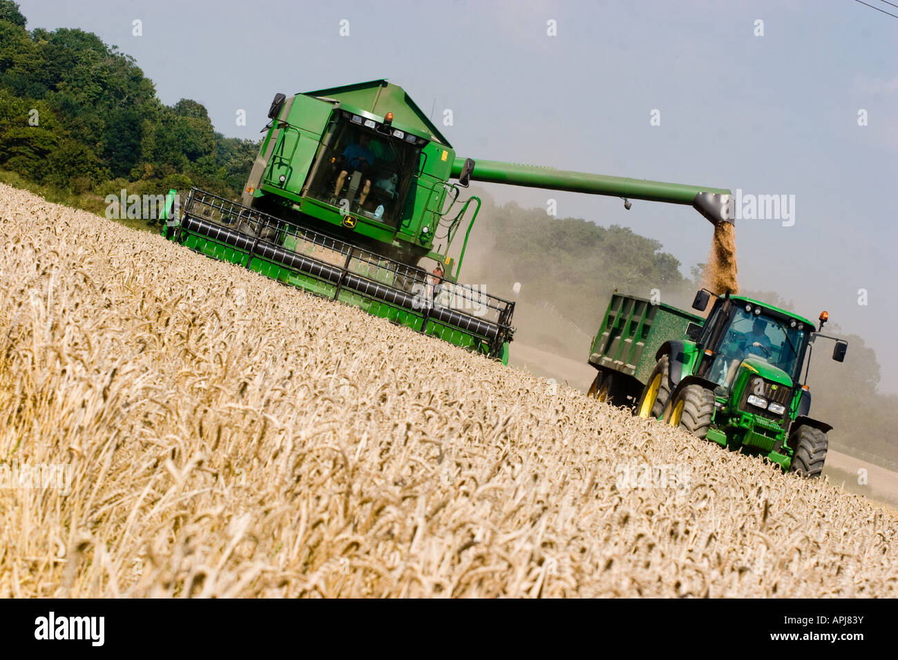 Combine harvester emptying its load into a trailer Stock Photo - Alamy