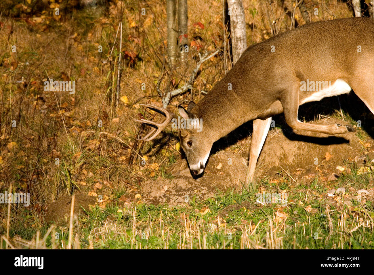 White-tailed buck working a scrape Stock Photo - Alamy
