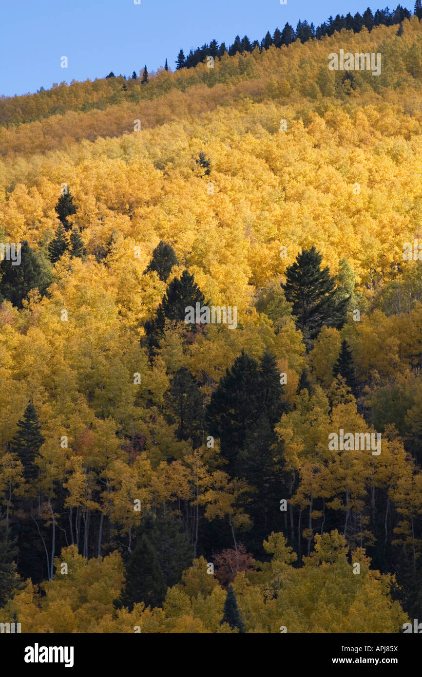 Aspen trees in fall, Santa Fe, NM Stock Photo - Alamy
