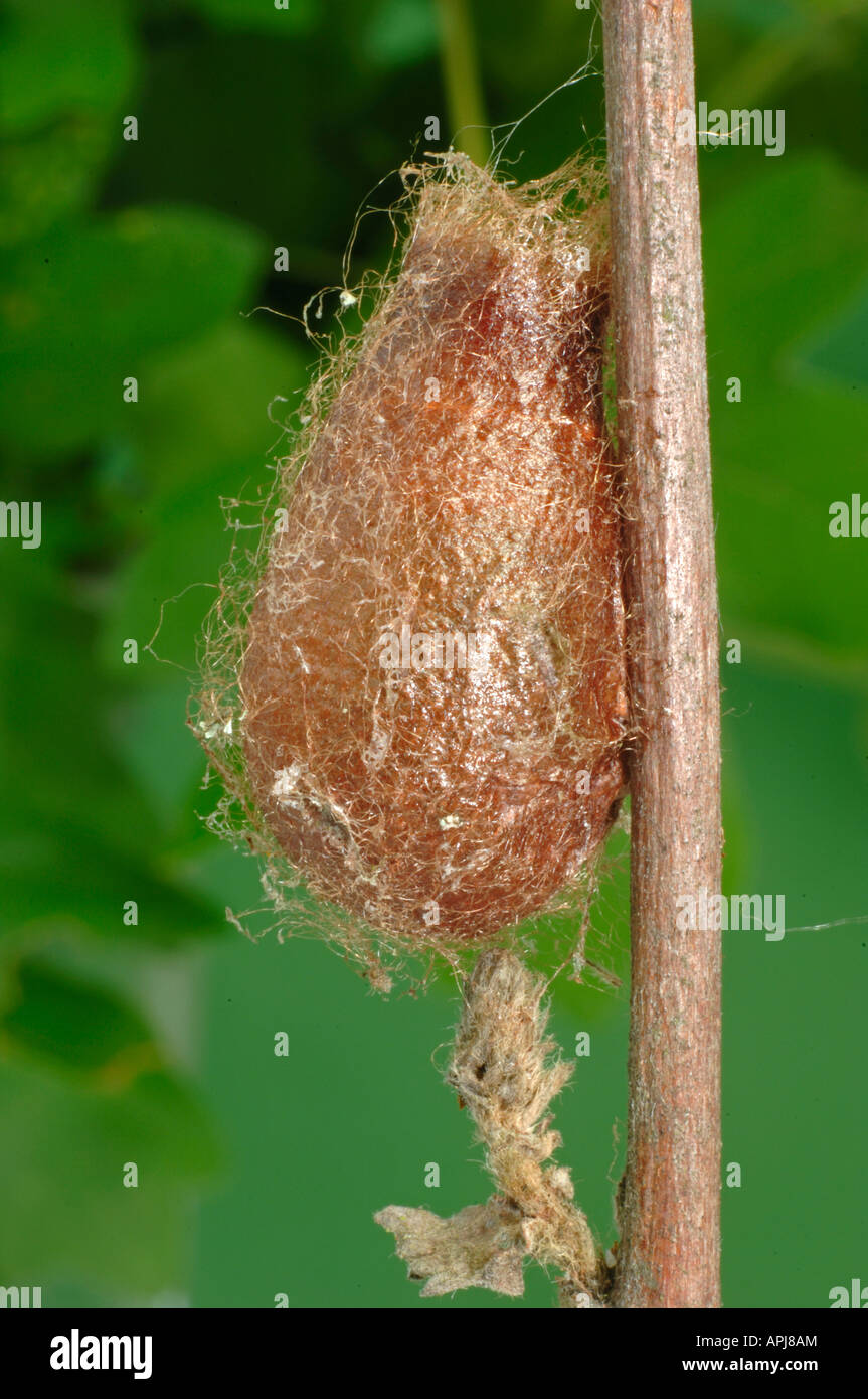 Emperor moth cocoon hi-res stock photography and images - Alamy