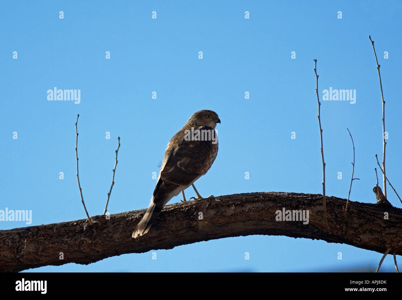 sharp shinned hawk on tree limb Stock Photo - Alamy