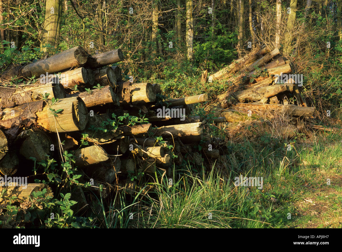Decaying timber in woodland plantation - the beginning of the food ...