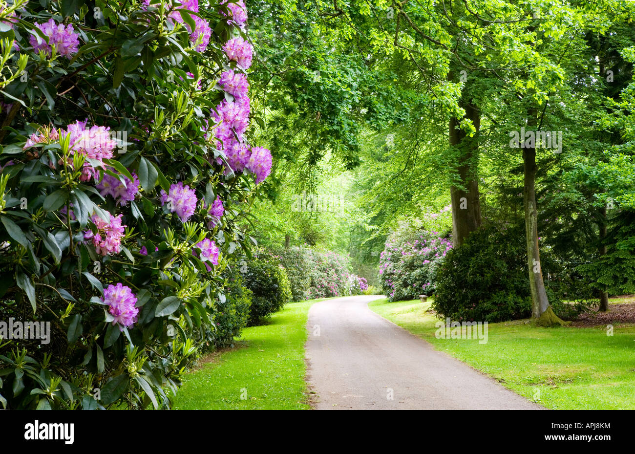 Bowood woodland walk hi-res stock photography and images - Alamy