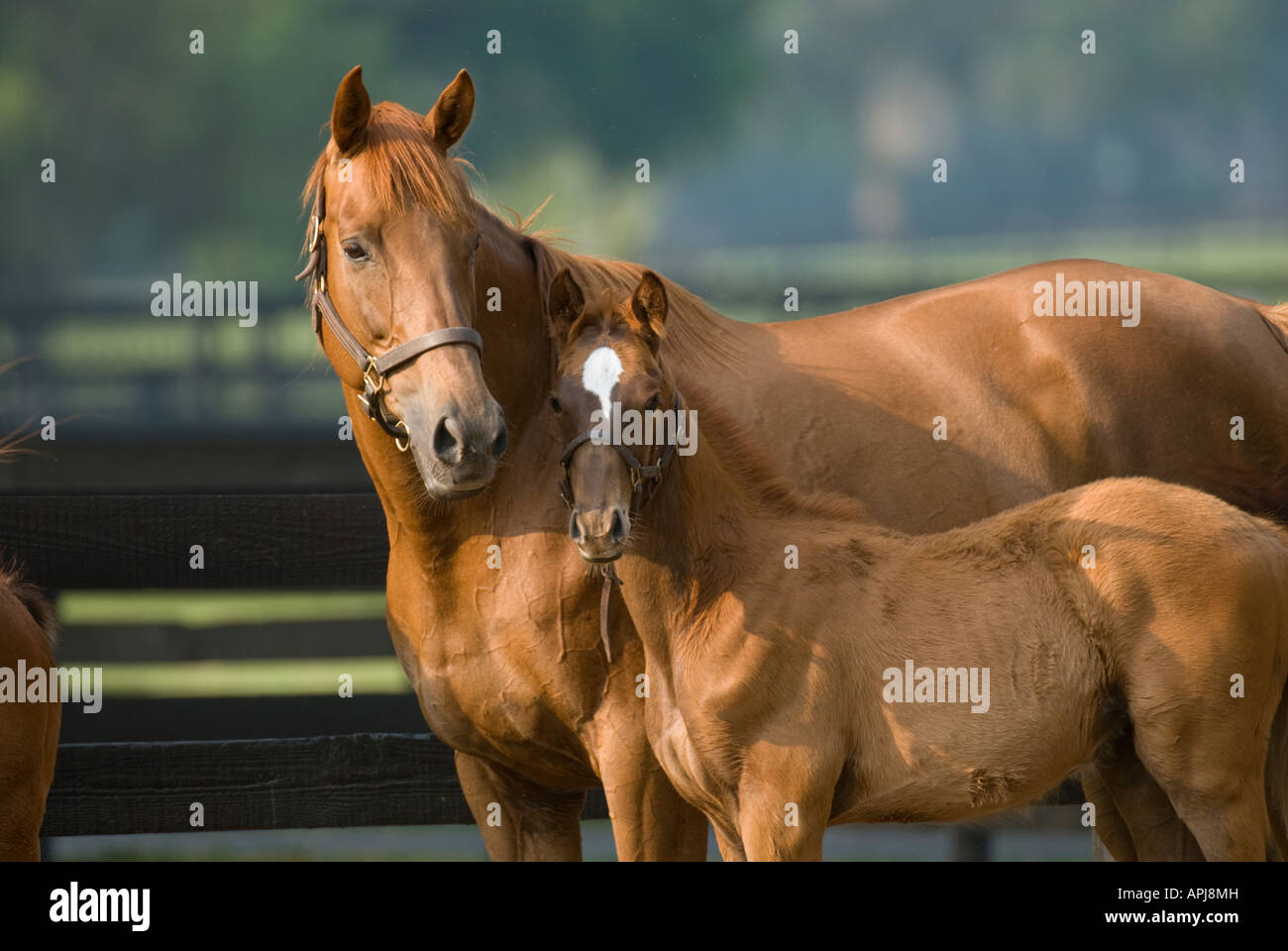 Mare and foal horse close together Stock Photo - Alamy