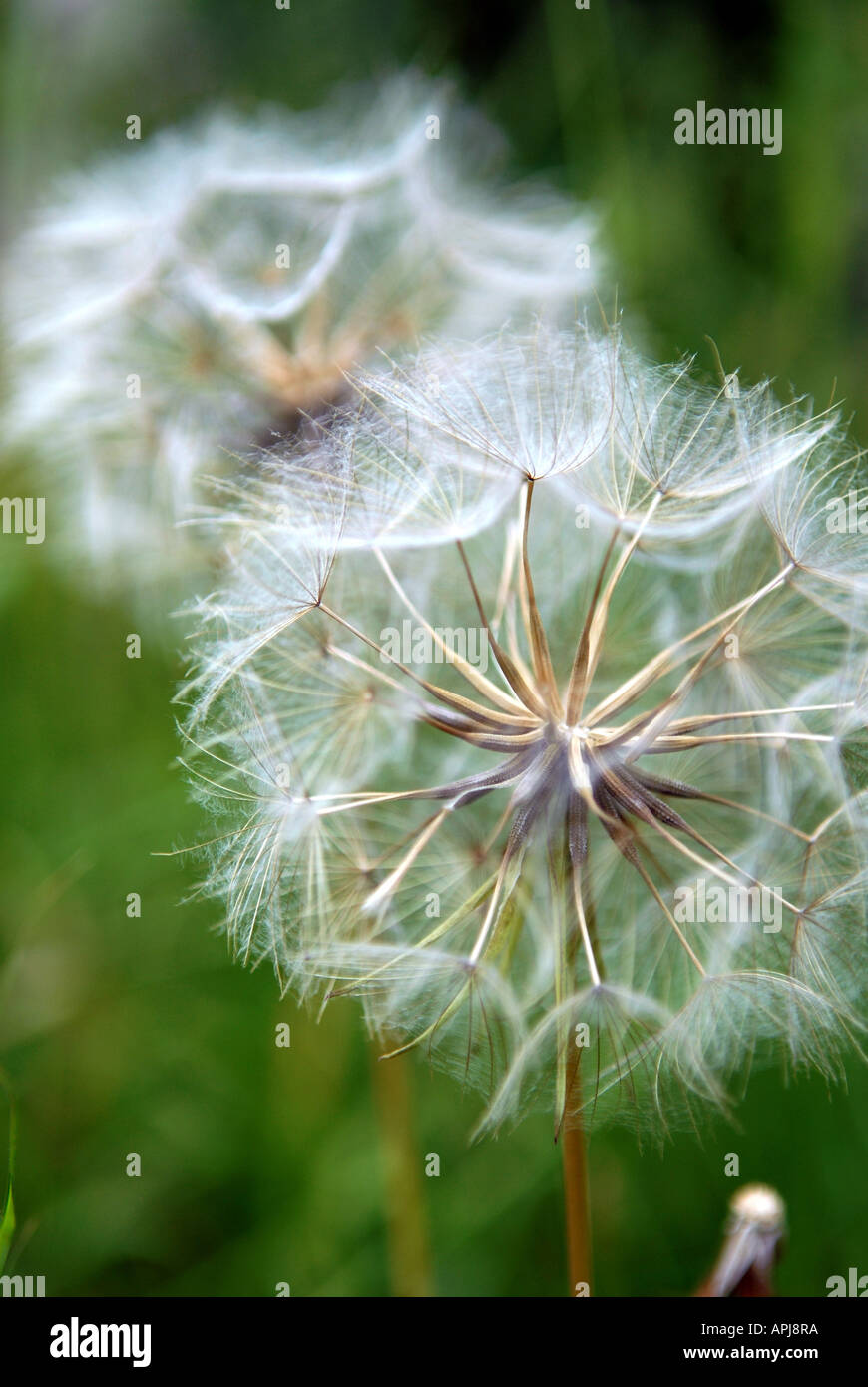 Danelion flower hi-res stock photography and images - Alamy