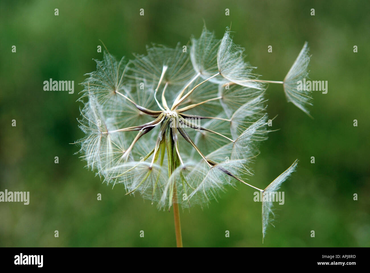 Dandelion in the wind Stock Photo - Alamy