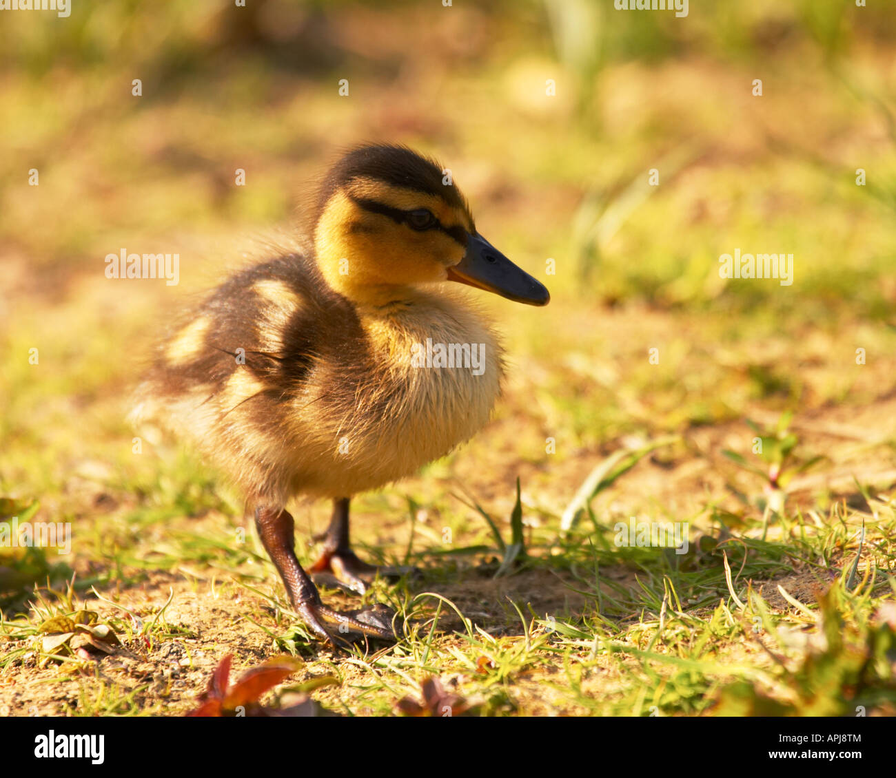 Baby duck standing in grass Stock Photo - Alamy