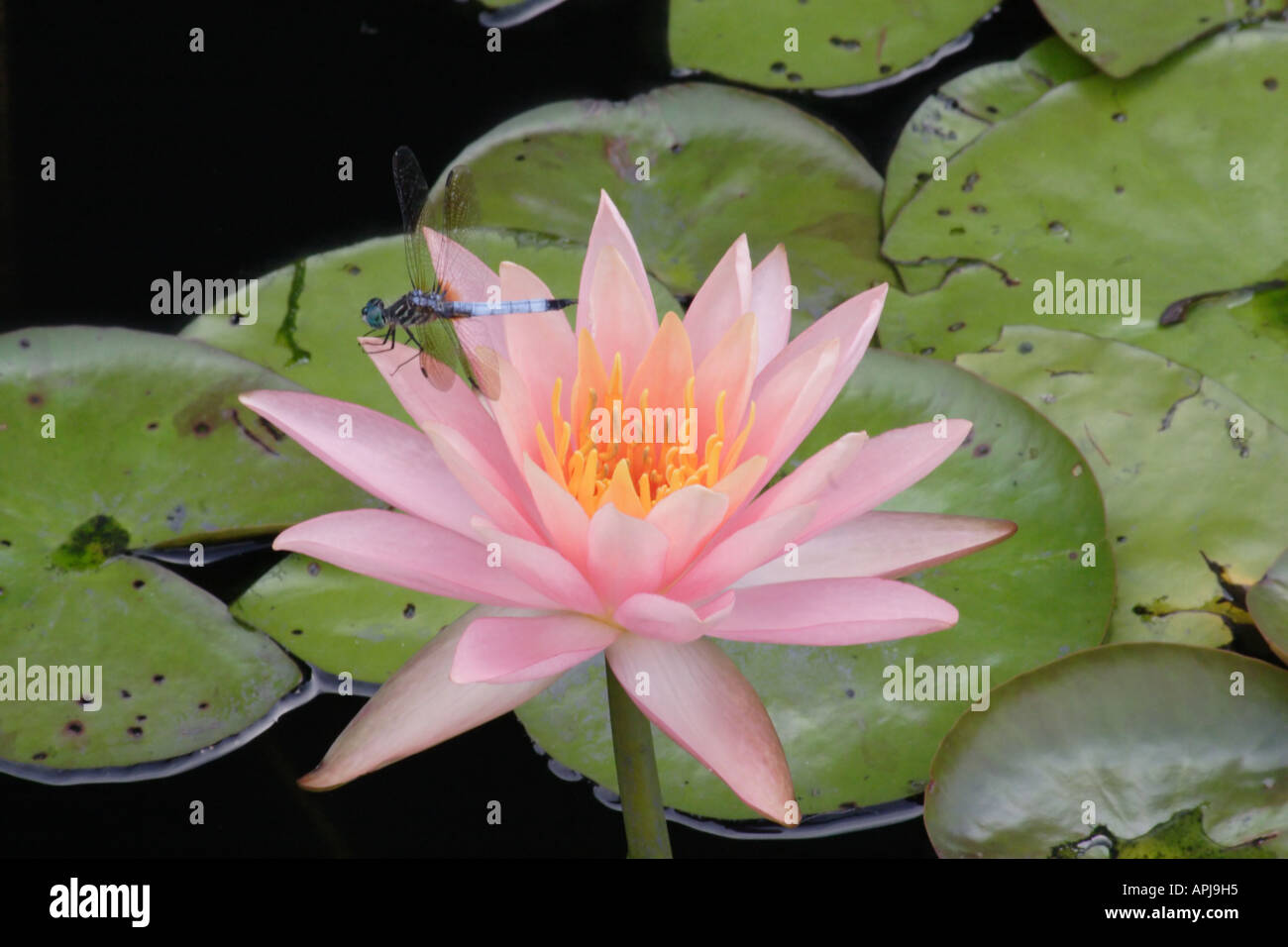 Nymphaea, Albert Greenberg, tropical water lilly, flower, with green ...