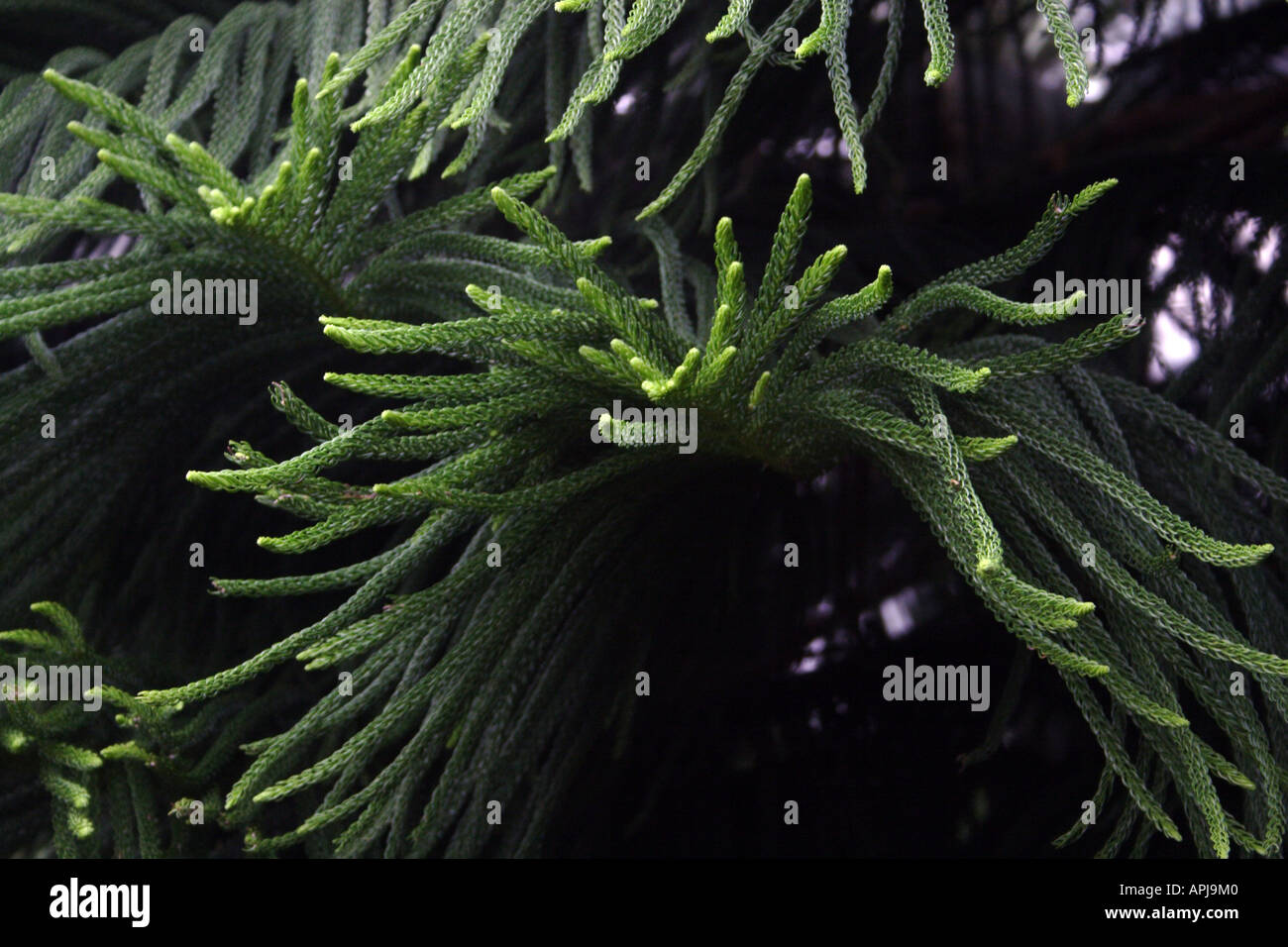 Evergreen tree, with bright green tips on the limbs Stock Photo - Alamy