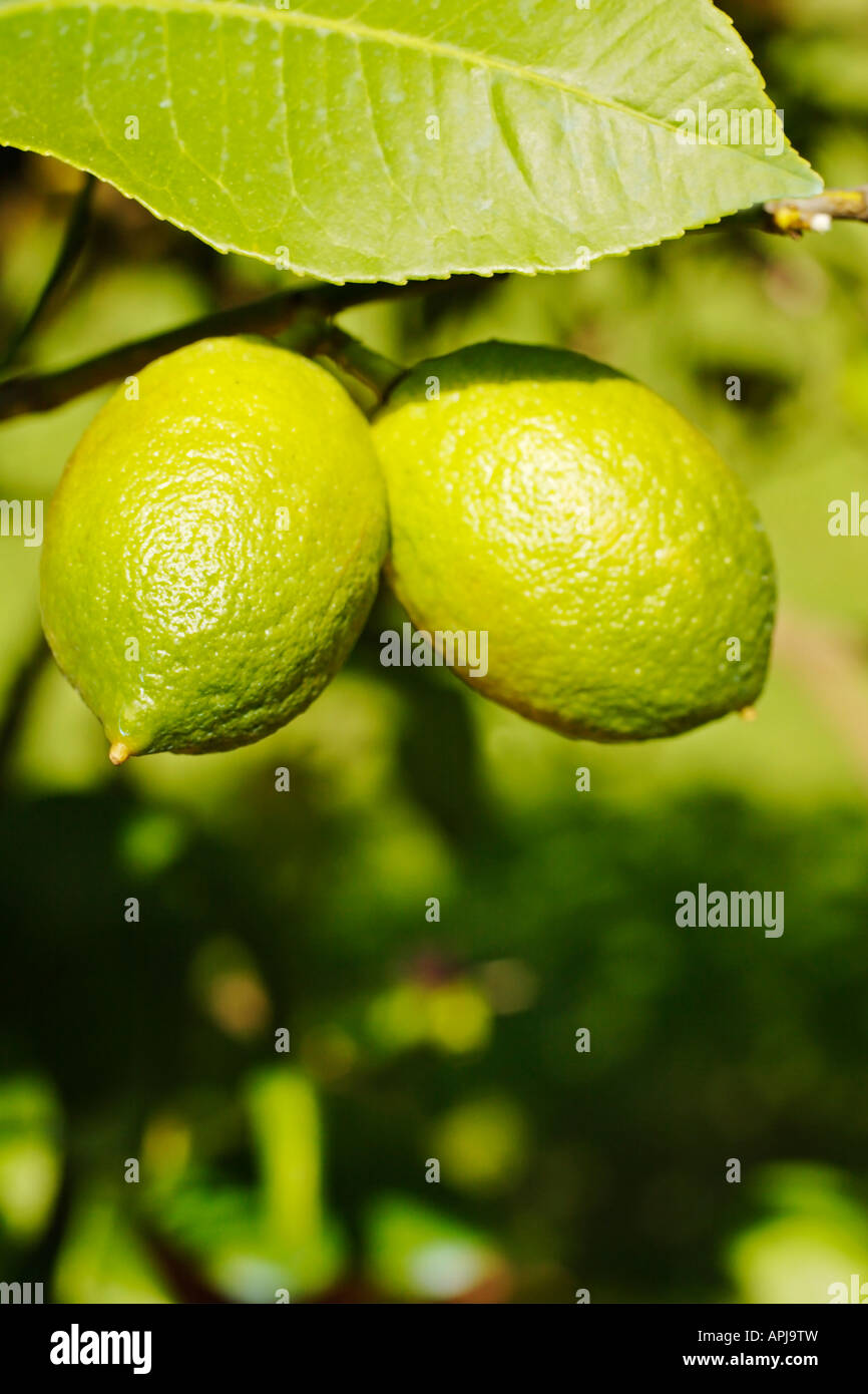 Lemon tree, Tuscany, Italy Stock Photo - Alamy