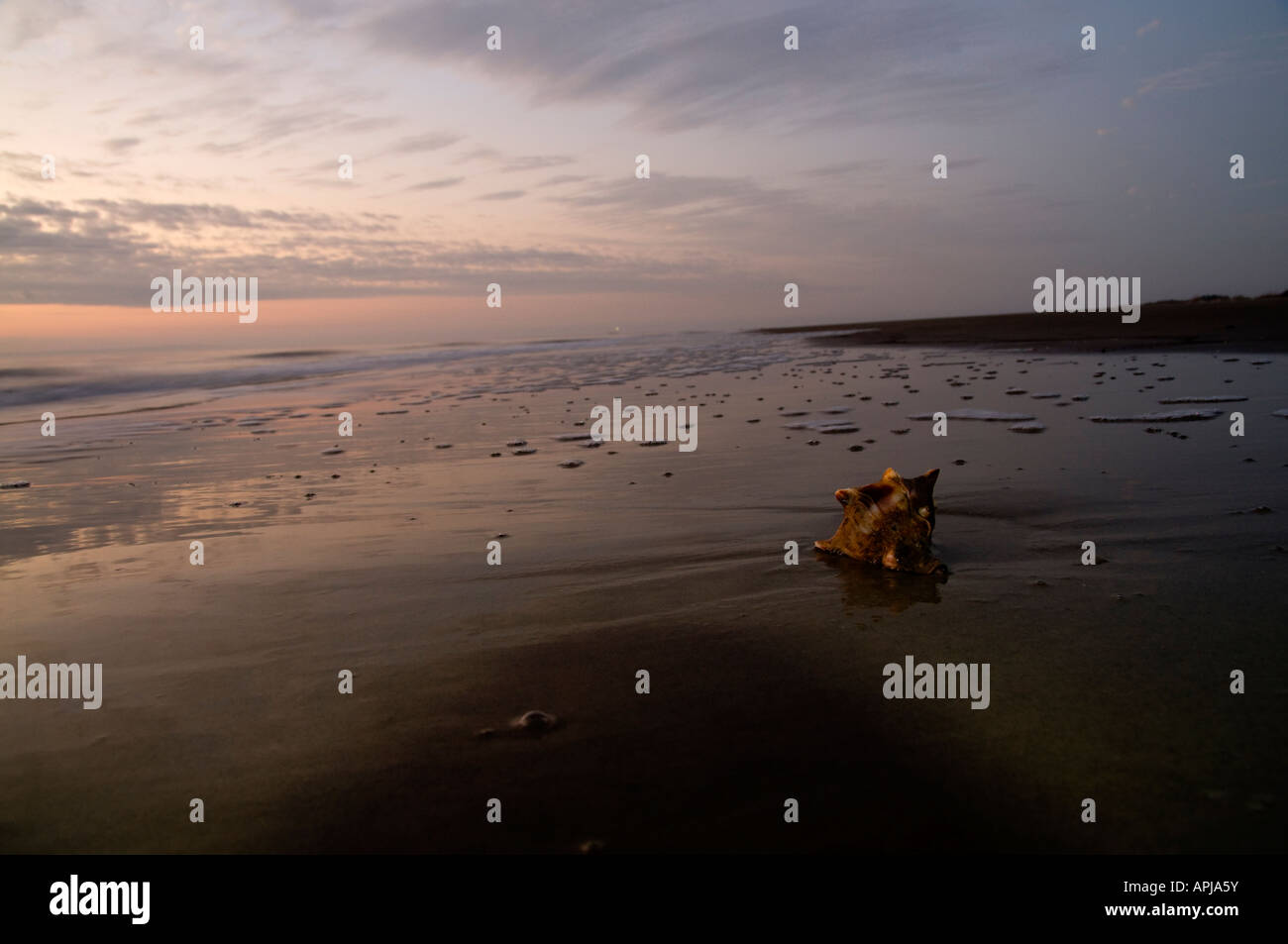 A lone shell lying on the edge of the surf on a deserted beach Stock ...