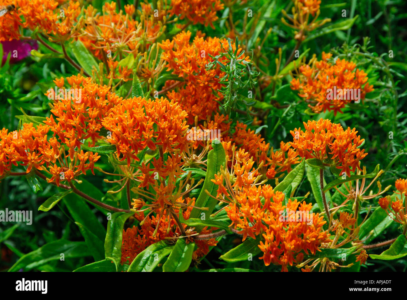 Butterfly Weed Pleurisy Root (Asclepias tuberosa) flowering Stock Photo ...