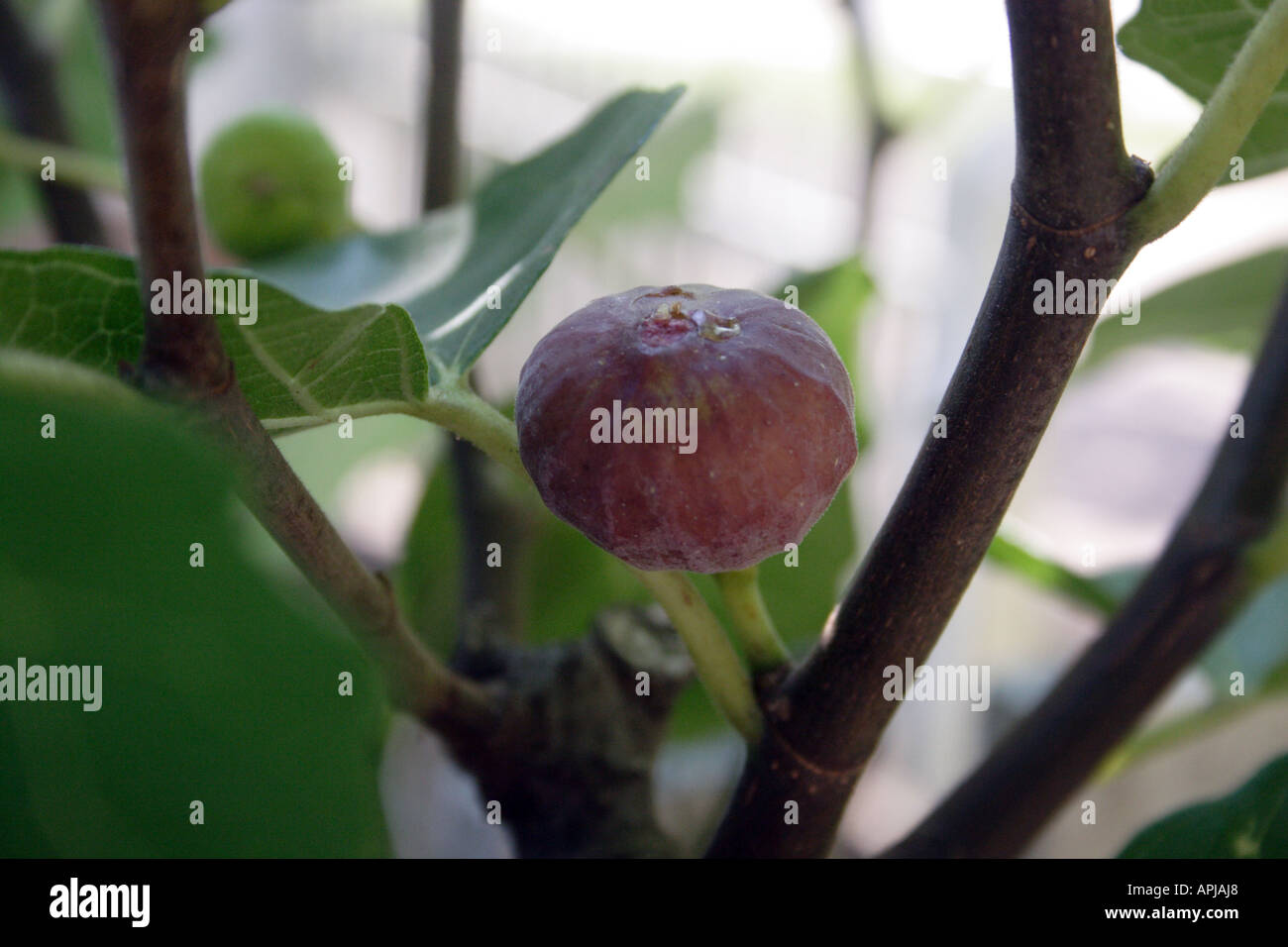 Fig growing in a Fig tree and is ripe for the picking Stock Photo - Alamy