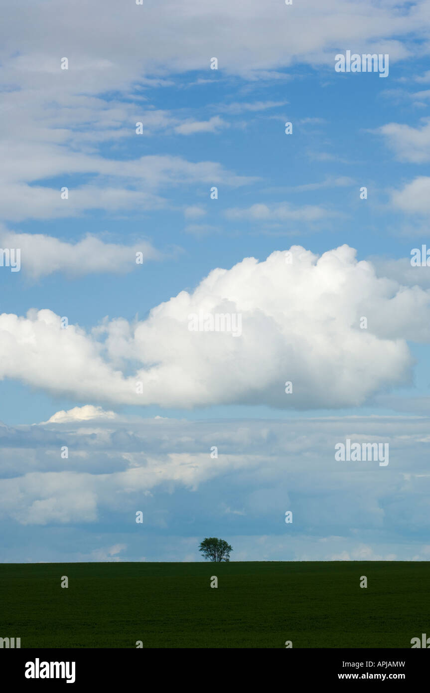 Lone tree green field and dramatic sky North Dakota Stock Photo - Alamy