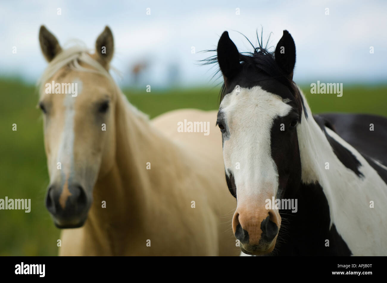 Indian ponies in South Dakota Stock Photo - Alamy