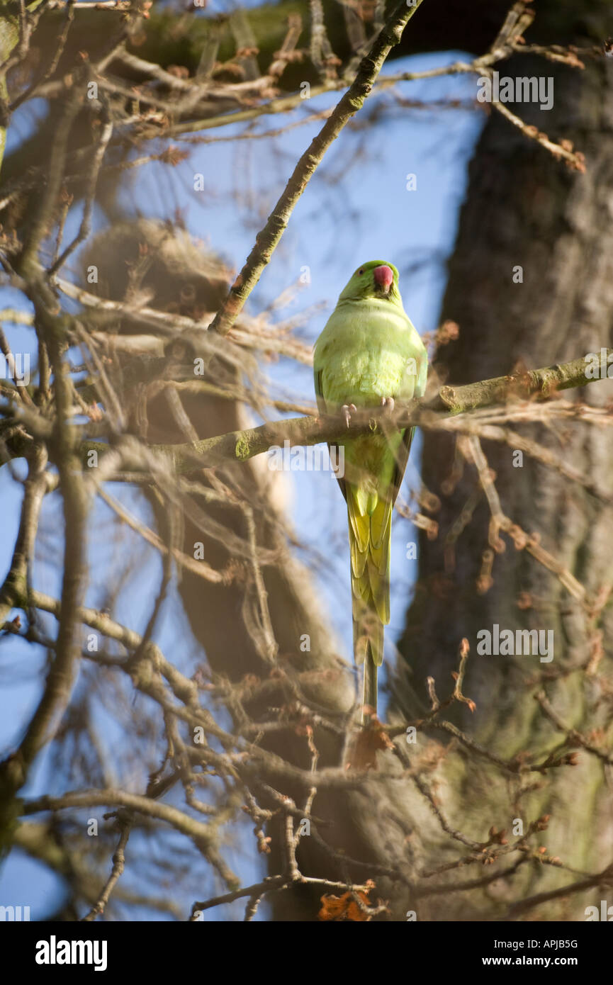 Ringneck Parakeet London High Resolution Stock Photography and Images ...