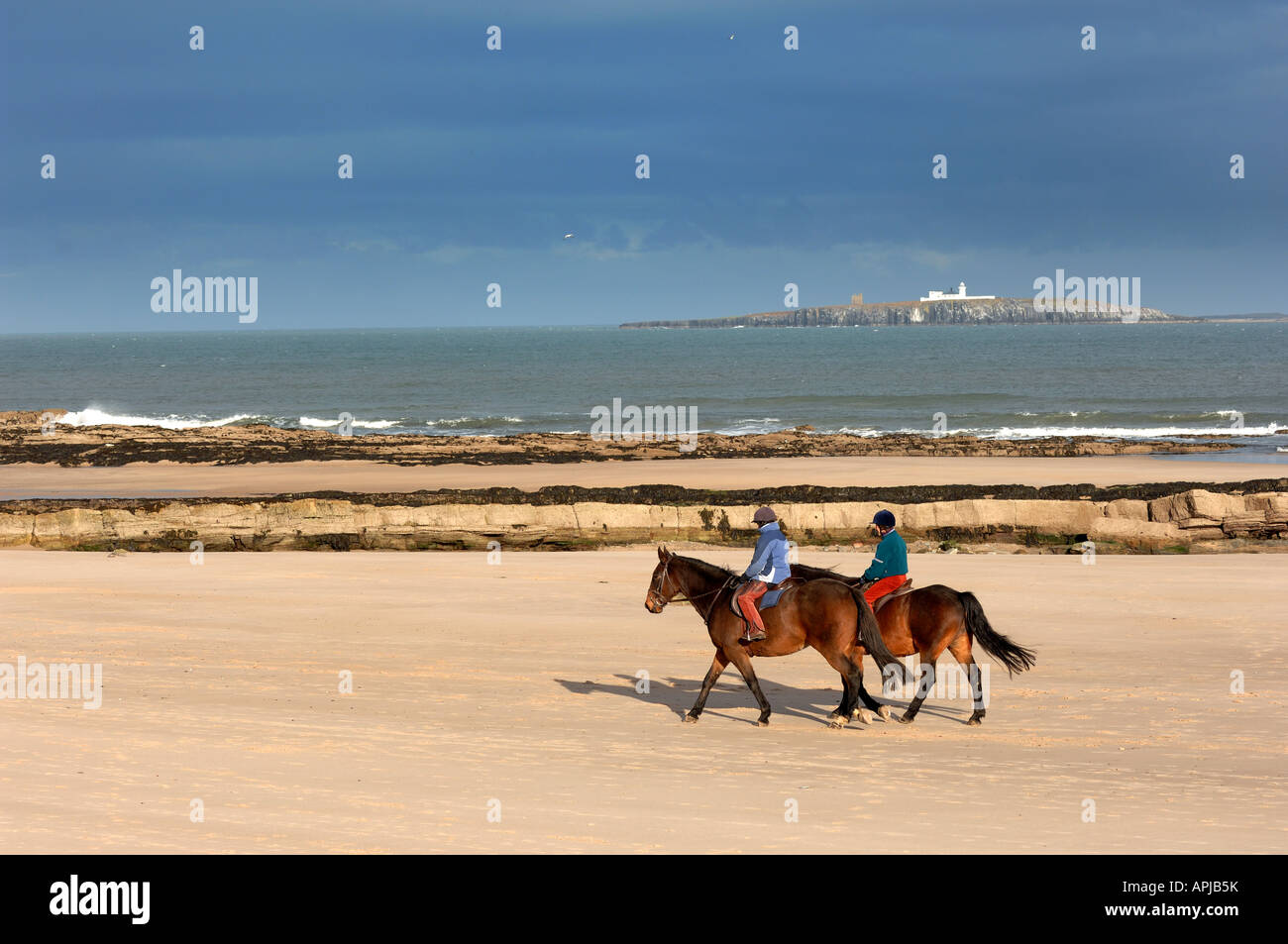 Pony Trekking on beach near Seahouses Northumberland England Stock ...