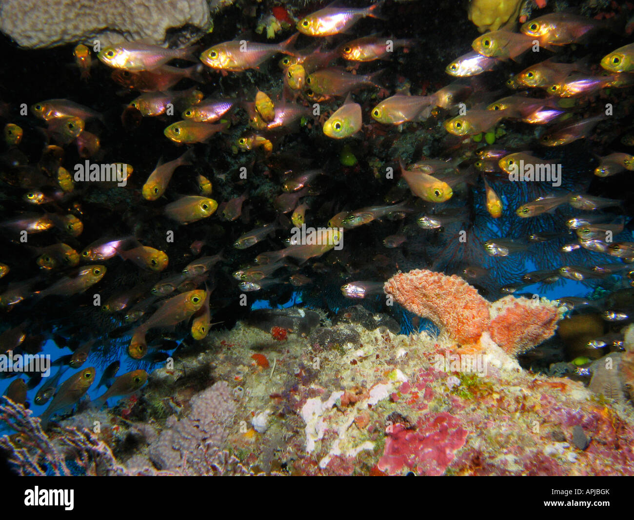 Cardinalfish in Cave, Agincourt Reef, Great Barrier Reef, North ...