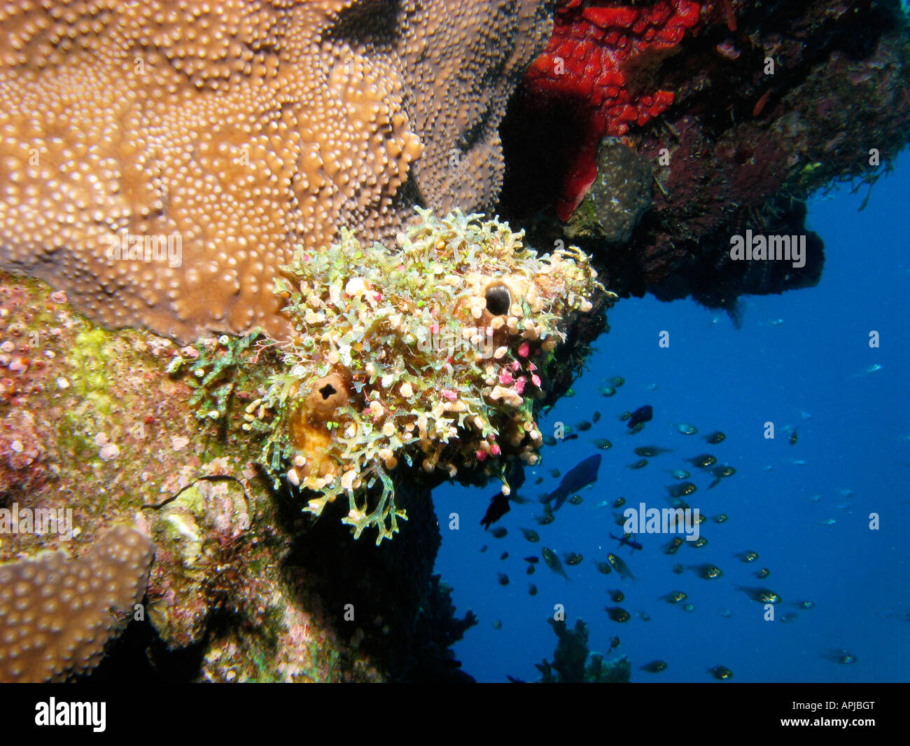 Coral Agincourt Reef Great Barrier Reef North Queensland Australia ...