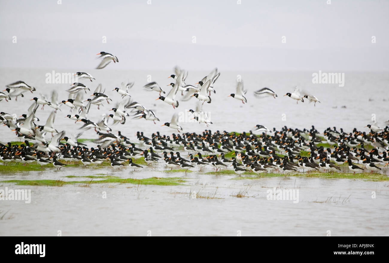 Oystercatchers roosting at high tide at Hest Bank Morecambe Bay UK ...