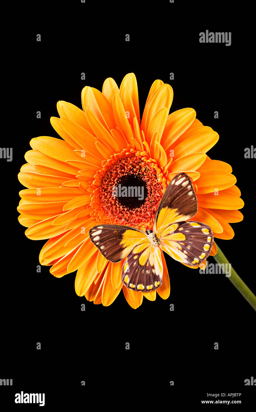 Flower butterfly nature pattern Cut Out Stock Images & Pictures - Alamy