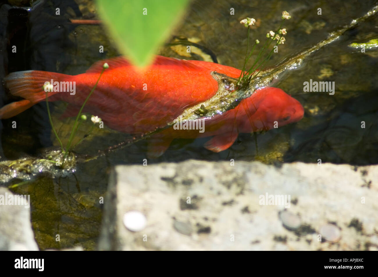 Carassius auratus aquarium hi-res stock photography and images - Alamy