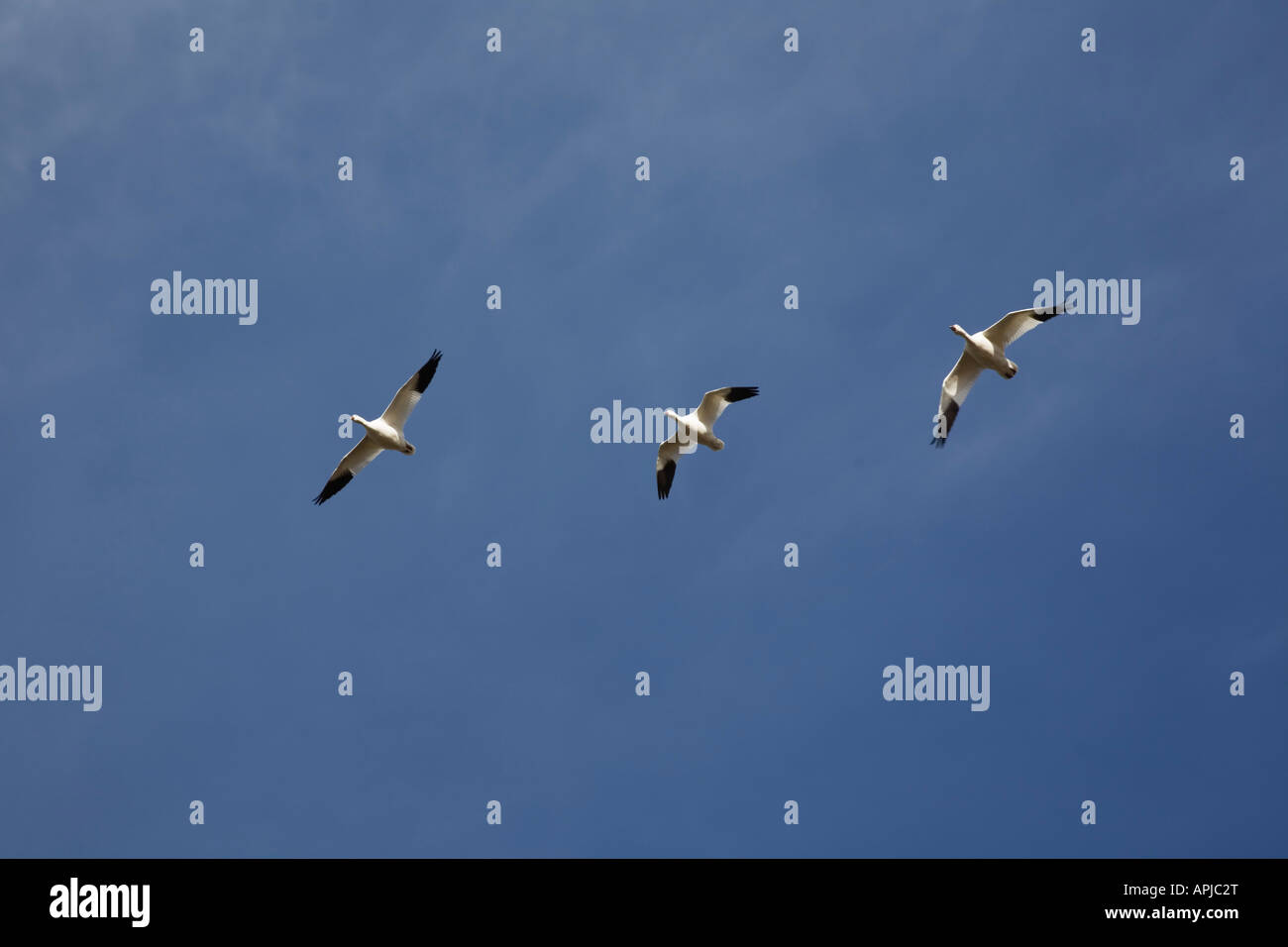Three Snow Geese flying Stock Photo - Alamy
