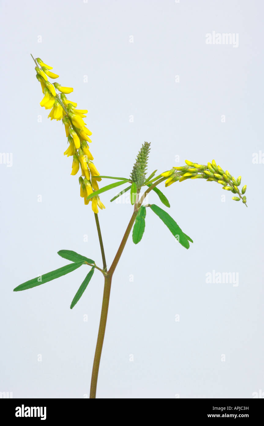Yellow Sweet Clover, Yellow Melilot (Melilotus officinalis), flowering ...