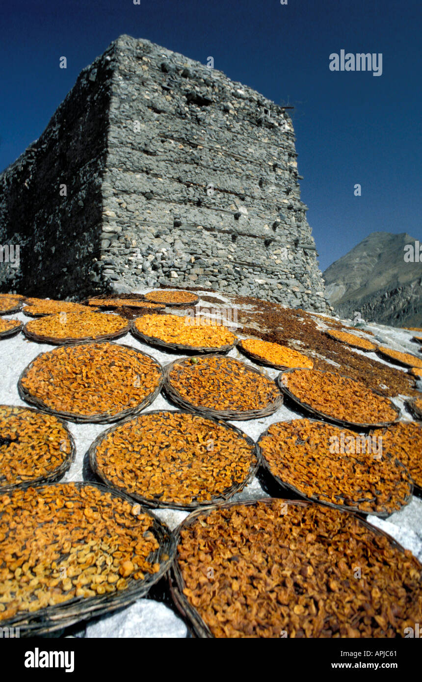 Hunza apricots pakistan hi-res stock photography and images - Alamy