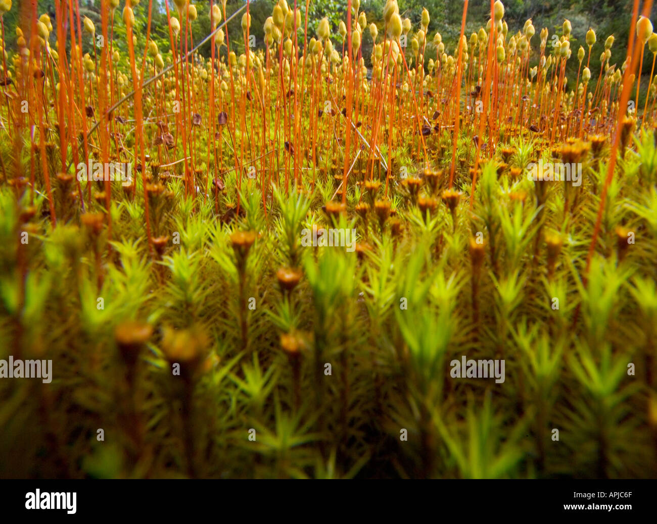 Moss and weeds hi-res stock photography and images - Alamy